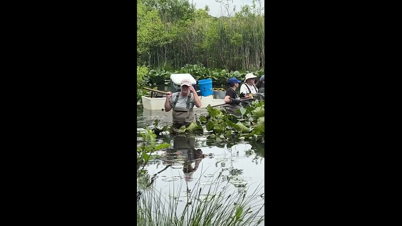 Fish with potential to destroy native ecosystem discovered in Long ...