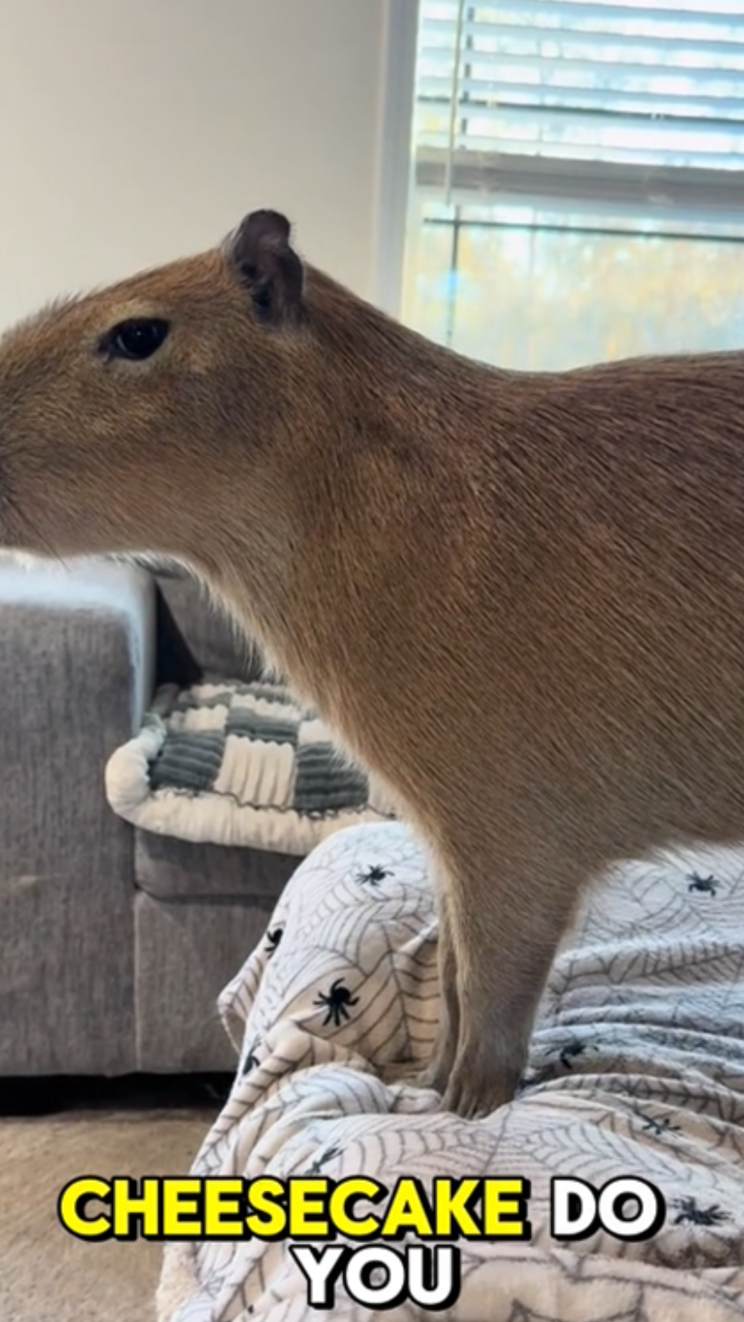 Watch capybara enjoy peanut butter dog biscuits with funny moments