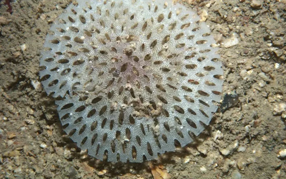 Cambrian fossils confirm bryozoans’ presence 520 million years ago