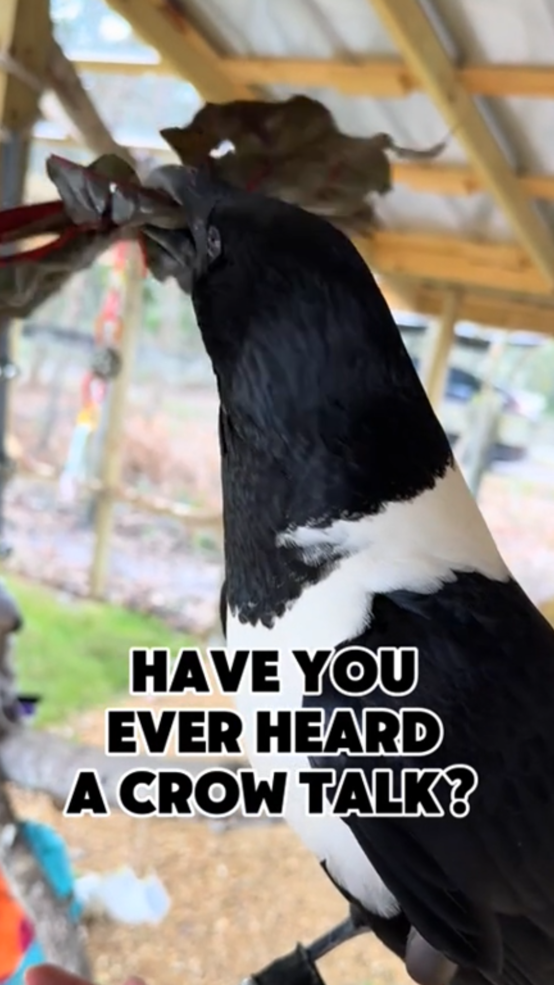 Trixie the crow shows natural mimicry you won’t believe