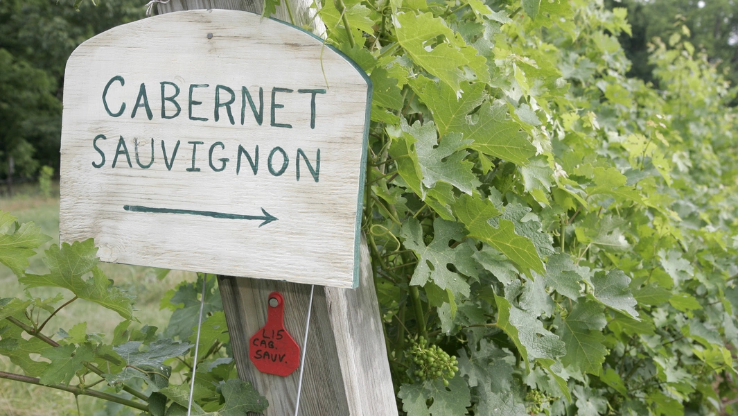 6 Aldi wines that miss the mark