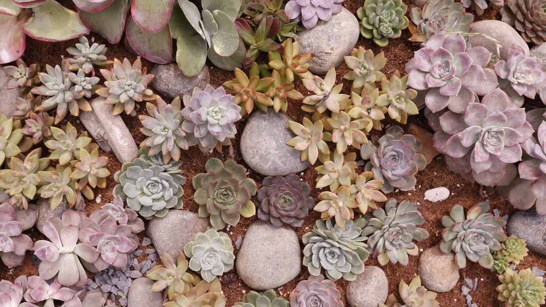 Succulent care tips for thriving plants