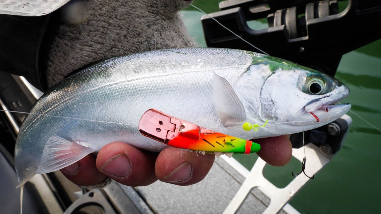 This trout lure smashes fish! How to rig & troll for trout.