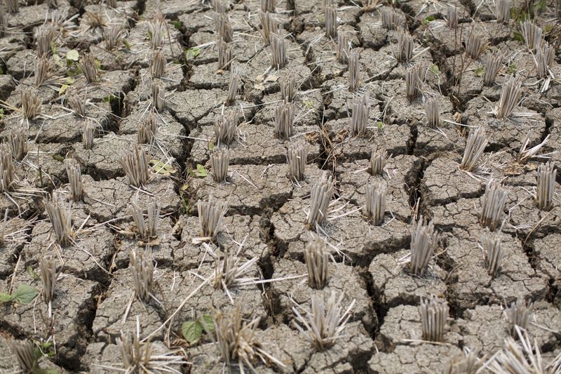 Hot weather hurts Asian crops as powerful El Nino takes shape