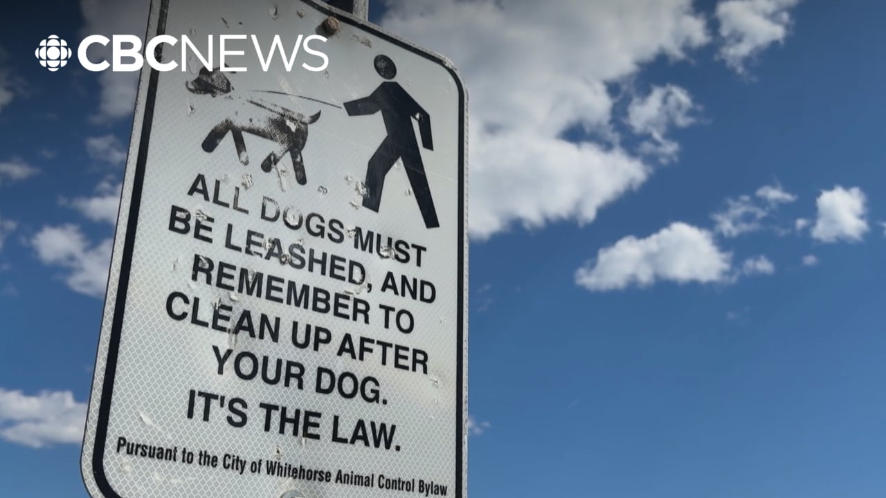 Off-leash dog complaints, dog bite investigations on the rise in Whitehorse