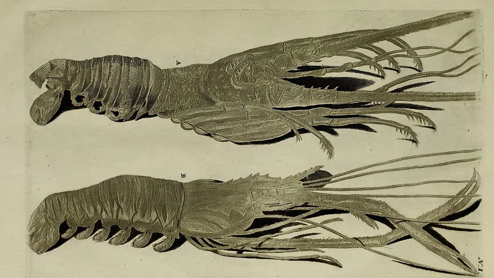 Largest scorpion in history identified from 415m-year-old fossils