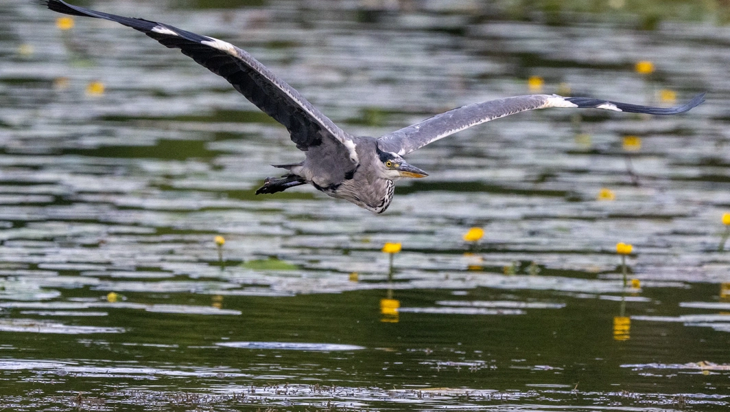 14 unforgettable animal moments from around the world