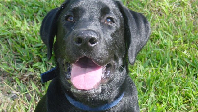 8 dog breeds that crave constant companionship