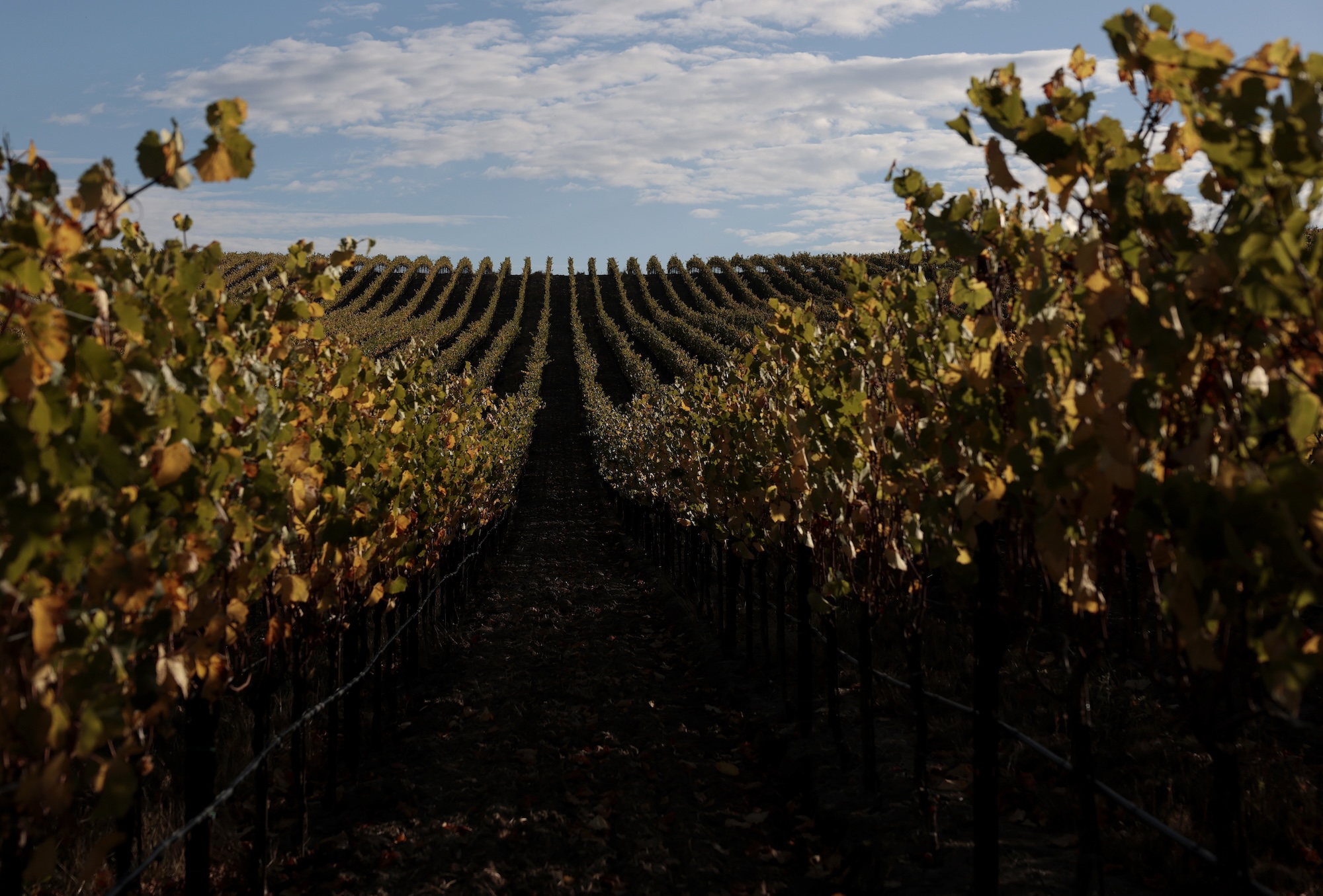 What are the best family-friendly vineyards? How to plan a trip to wine ...