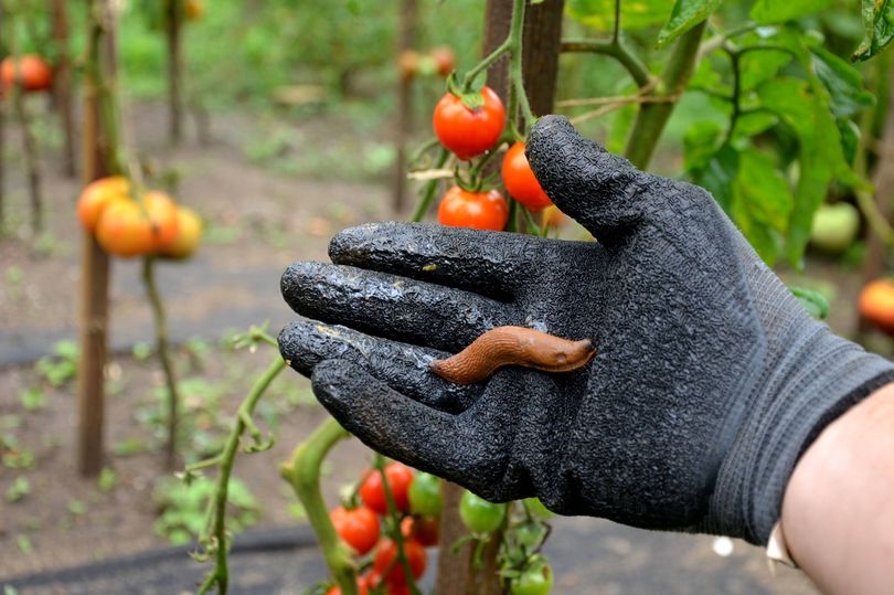 Slugs will stop eating strawberries if you place one item in garden