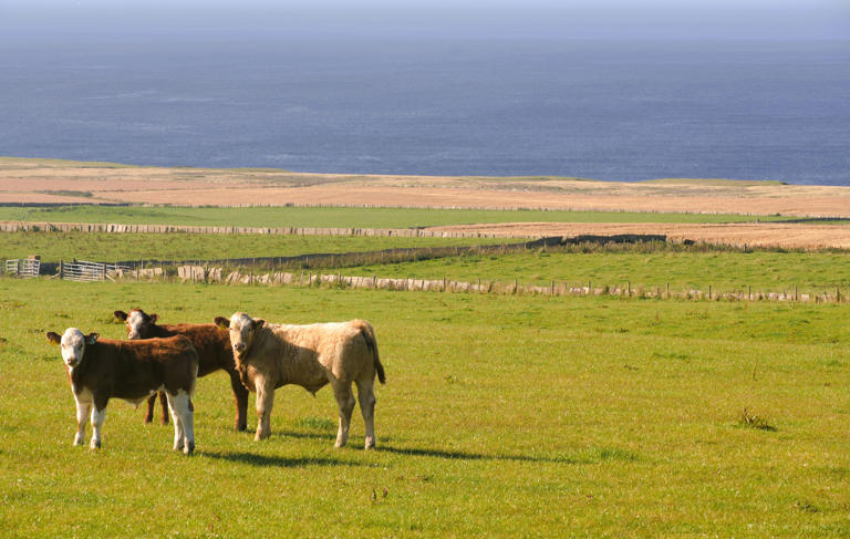 UK government 'out of touch' with Scottish rural life after backing ...