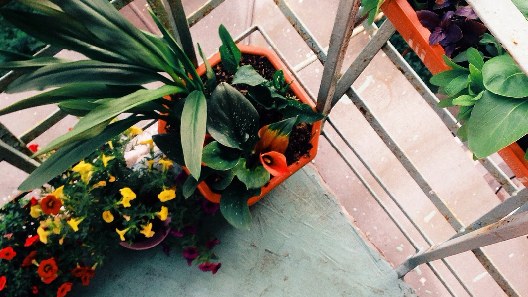 Vastu balcony plants for peace and prosperity