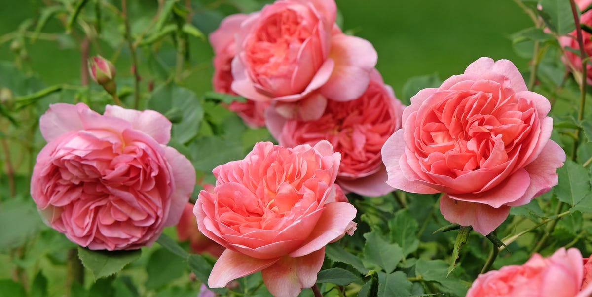 What to do with roses after the first flush of flowers: 3 tasks for ...