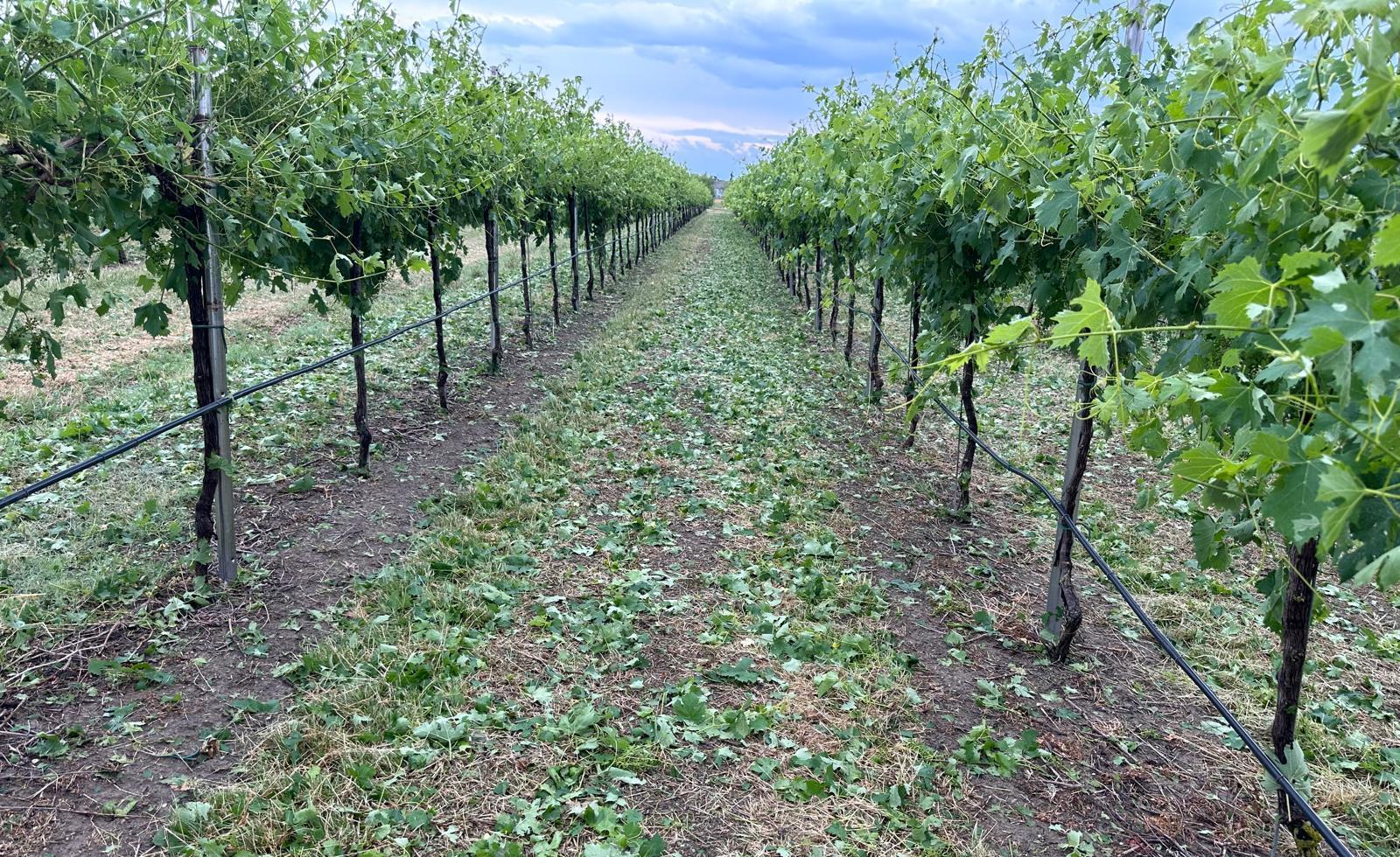 Maltempo, vigneti e campi di grano flagellati