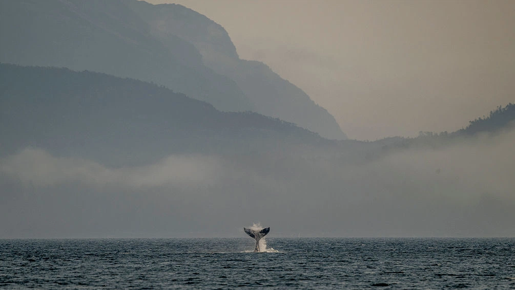 16 loudest animals on Earth