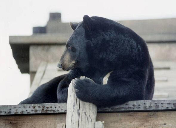 Much-loved zoo forced to close with £3.5million debt after 56 years