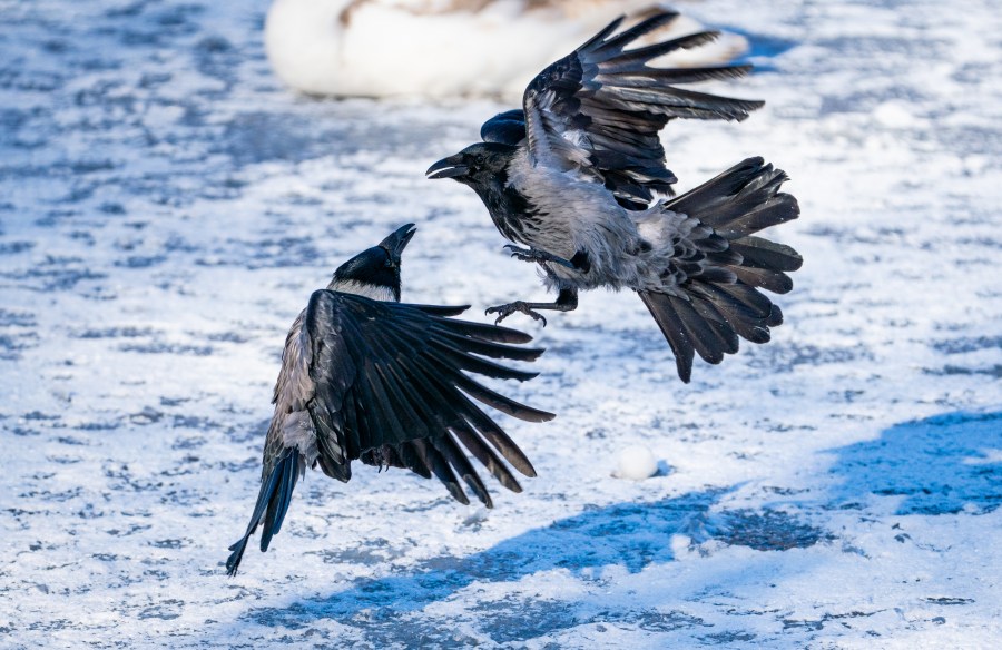 West Nile virus detected in dead crows in San Diego County