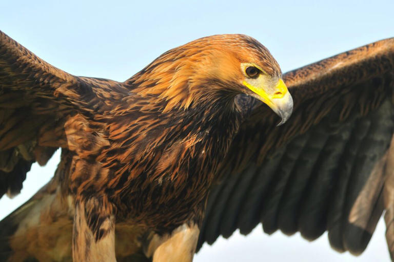 L’Aquila reale torna a volare: nuova nascita nel Parco Naturale ...