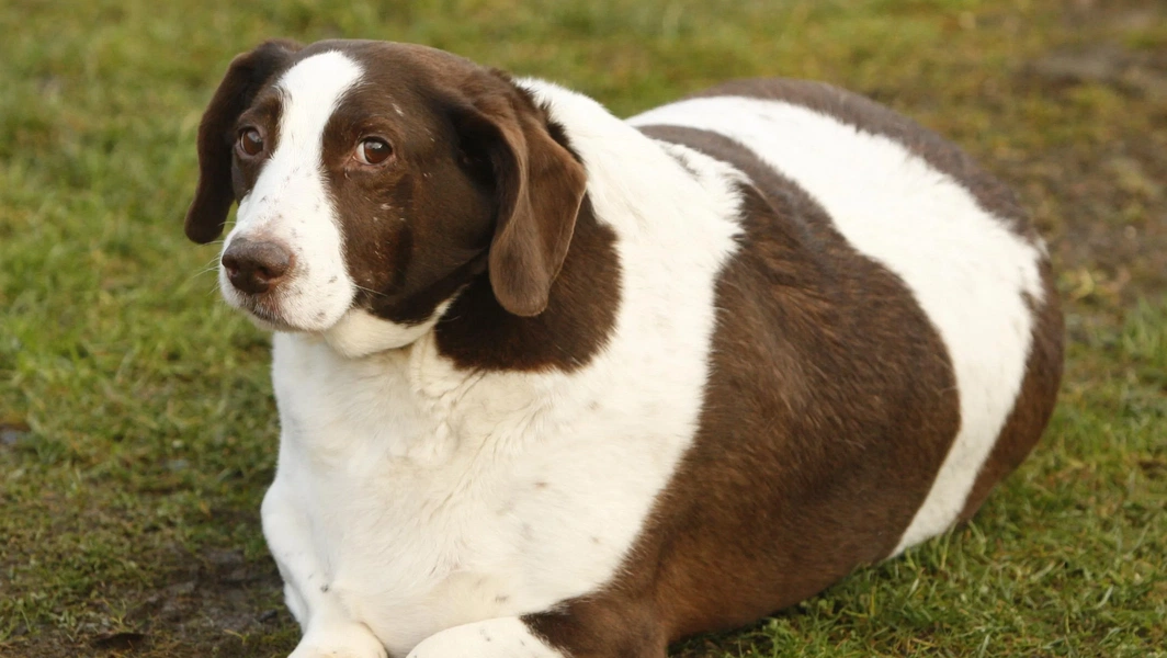 Vets outline key steps to boost dogs’ health and energy