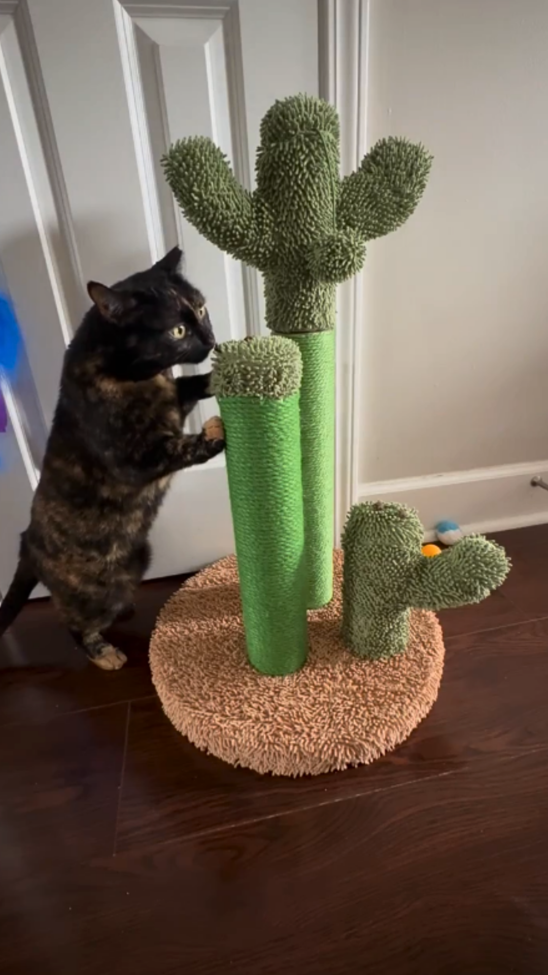 Scratching cactus saves my furniture today