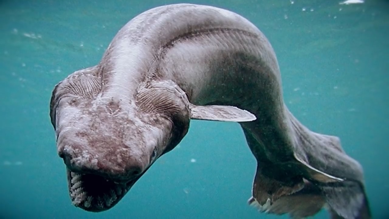 Sailors said they saw sea serpents - then scientists found a six-foot larva