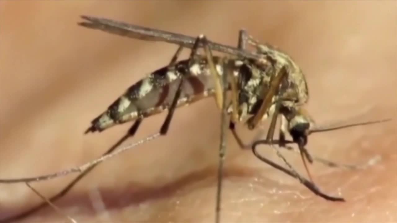Why Google wants to release millions of mosquitoes in California