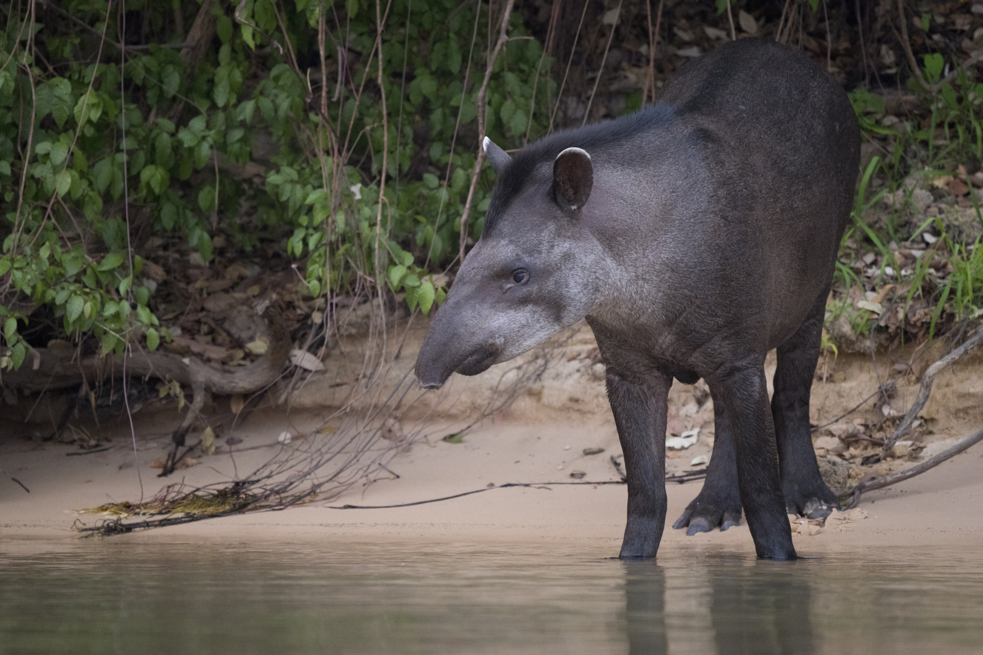 Threats to Amazonian wildlife: an overview of endangered species
