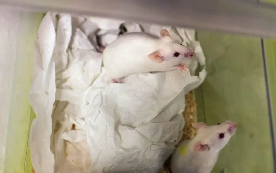 Tau protein found crucial for preserving long-term memories