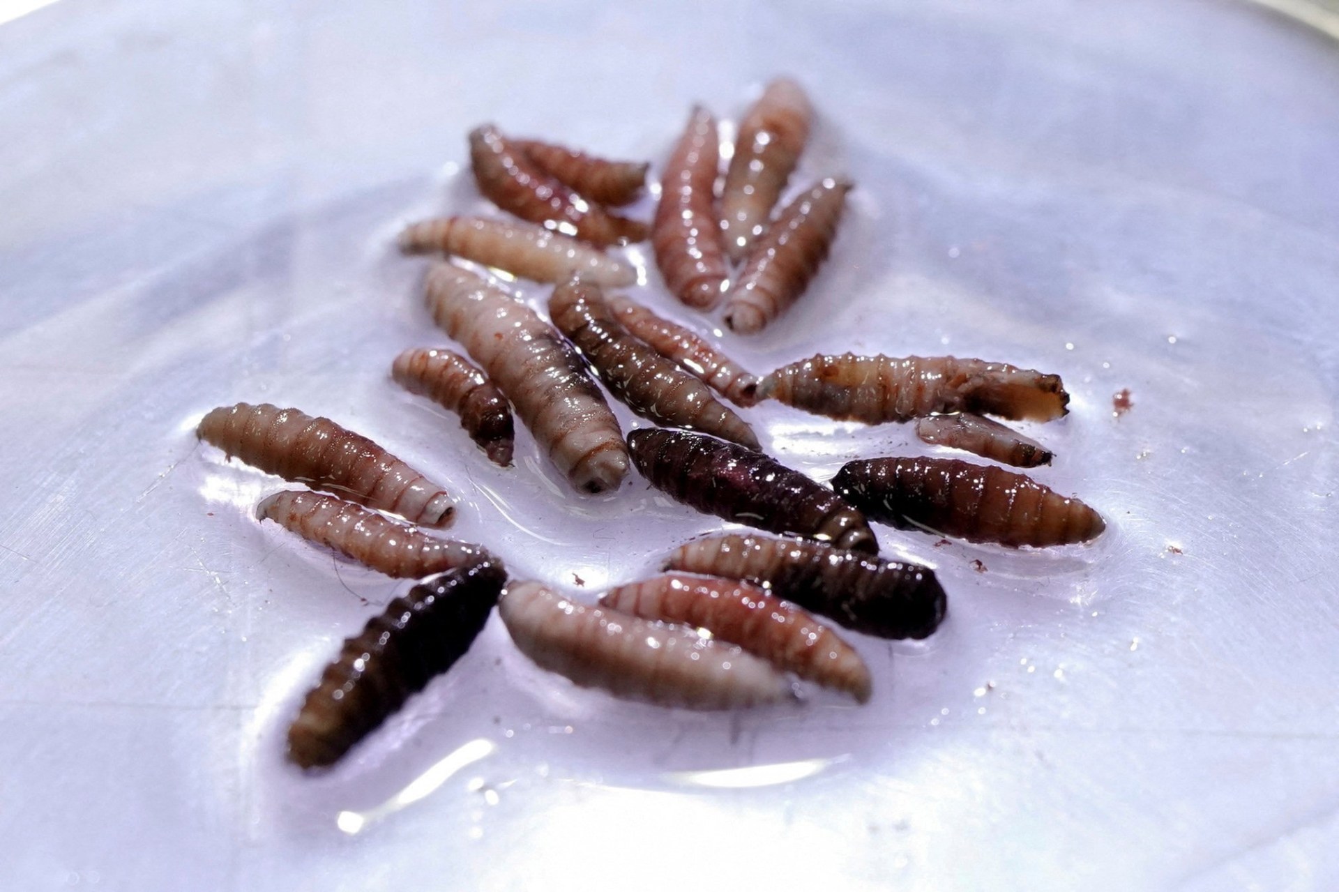 Flesh-eating parasite that can infest humans and animals found in the US