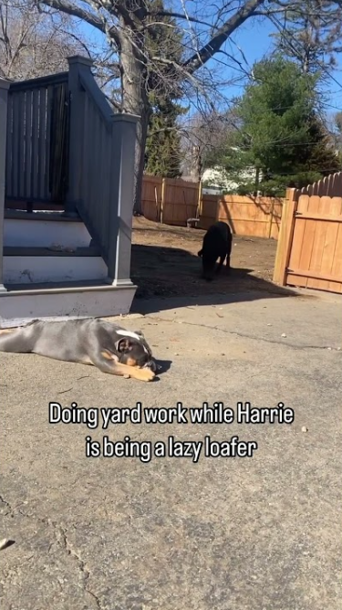 Bulldogs and rottweilers showing their true personalities
