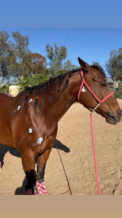 Owner shares photos, video of injured horse following Las Vegas South ...