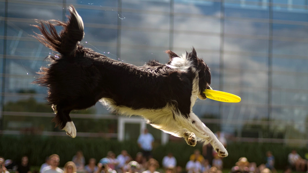 8 most energetic and active dog breeds