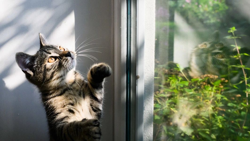Keeping indoor cats happy and thriving