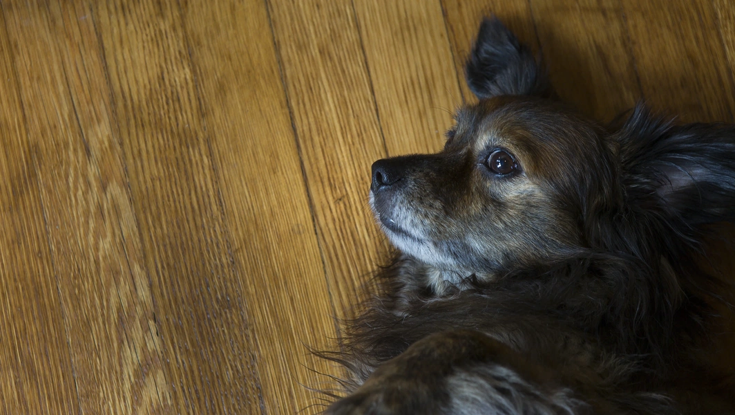 Recognizing the signs of a dog’s final days