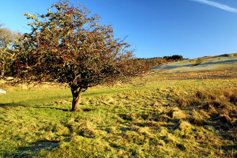 Sunny days are here to stay in Wales according to sign we've all seen ...