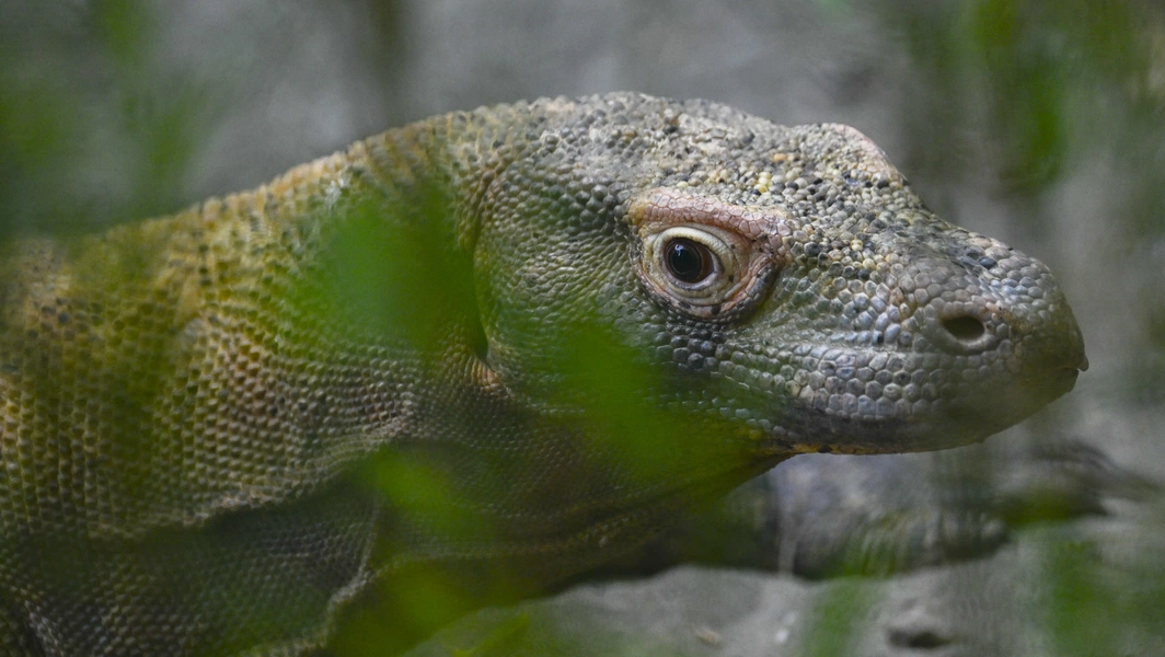15 animals that make dangerous or difficult pets