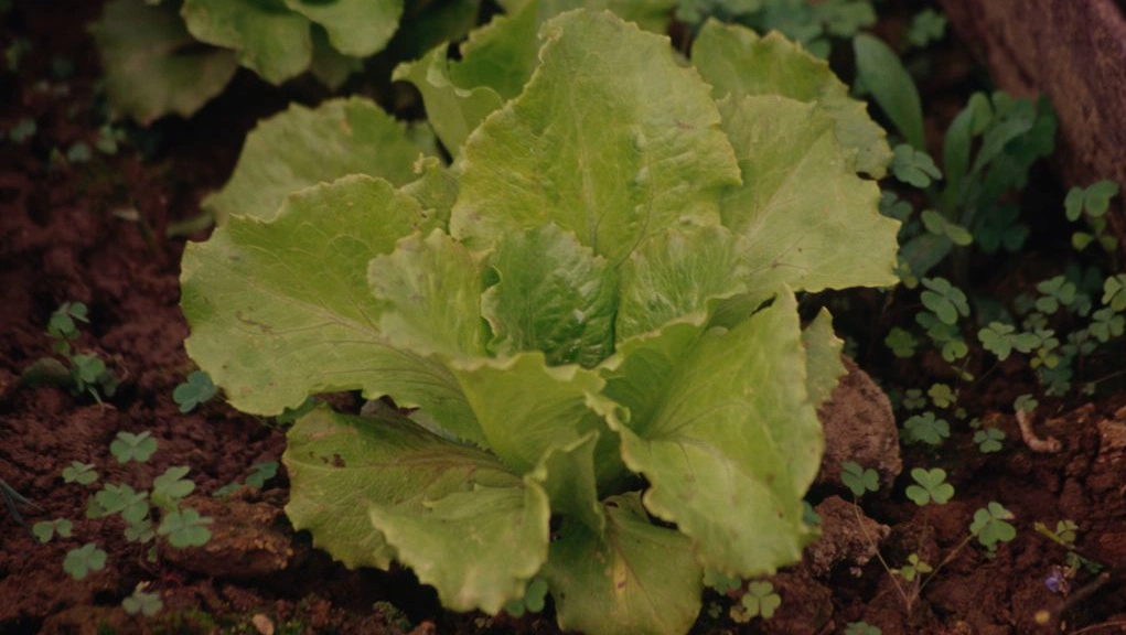 Fresh and flavorful lettuce taco ideas