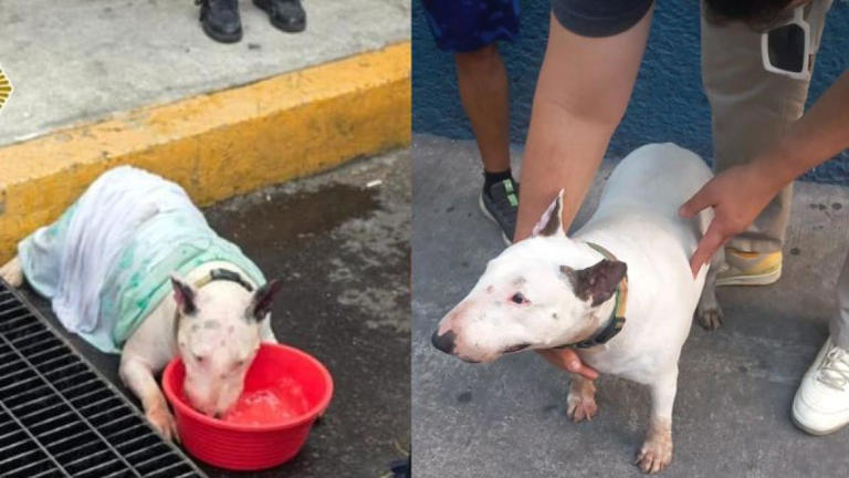 Fallece perrito tras permanecer horas encerrado en camioneta
