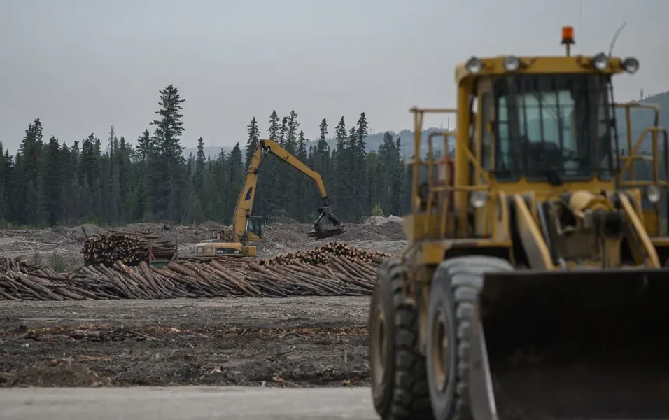 Cancelled tree program faces scrutiny over short-term harvests