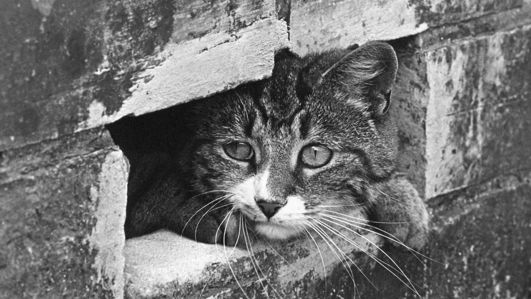 Recognizing early signs of illness in cats