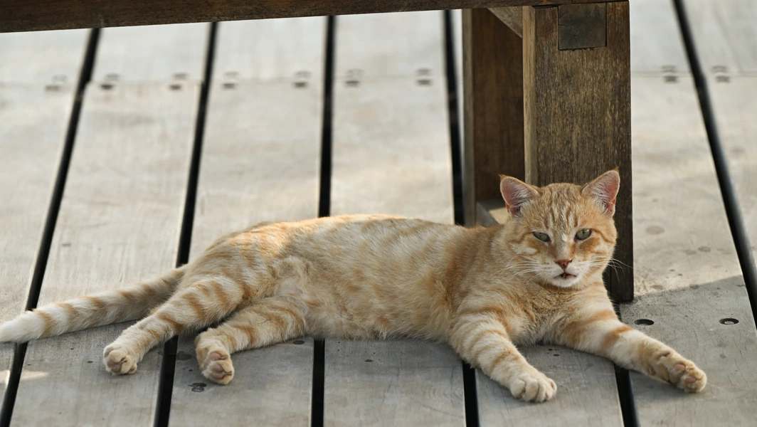 Recognizing early signs of illness in cats