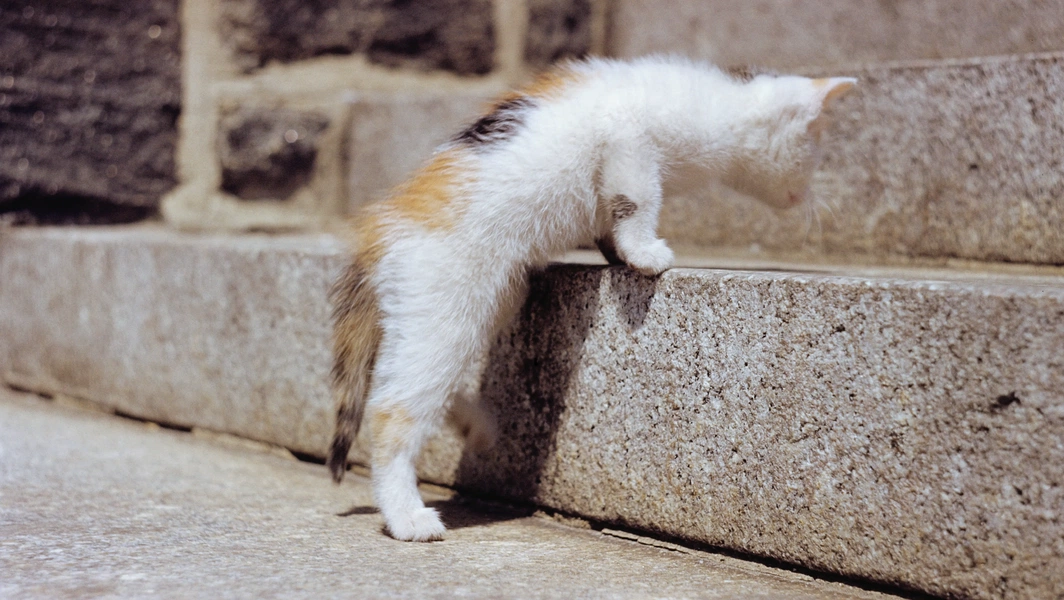 5 creative miniature forests for cats