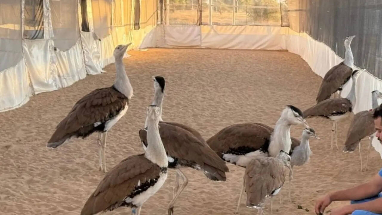 Delhi's Qutub Minar light show to highlight Great Indian Bustard ...