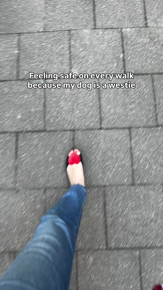Westie terrier steals the show with wrestling moves