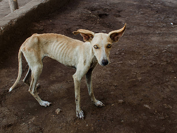 Rescue dog too weak to stand keeps fighting forward
