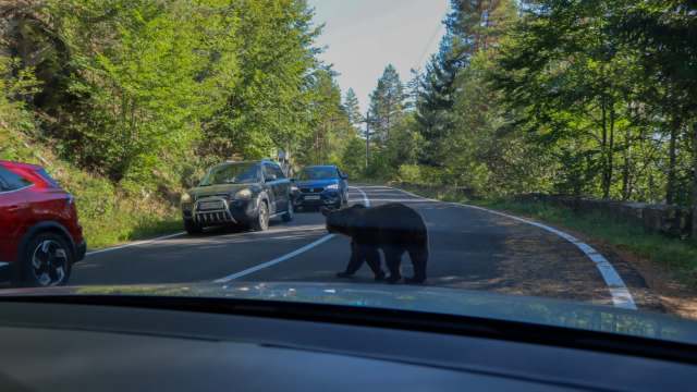 Tourist says bear tried to drag him from car on Romania's famous bear road