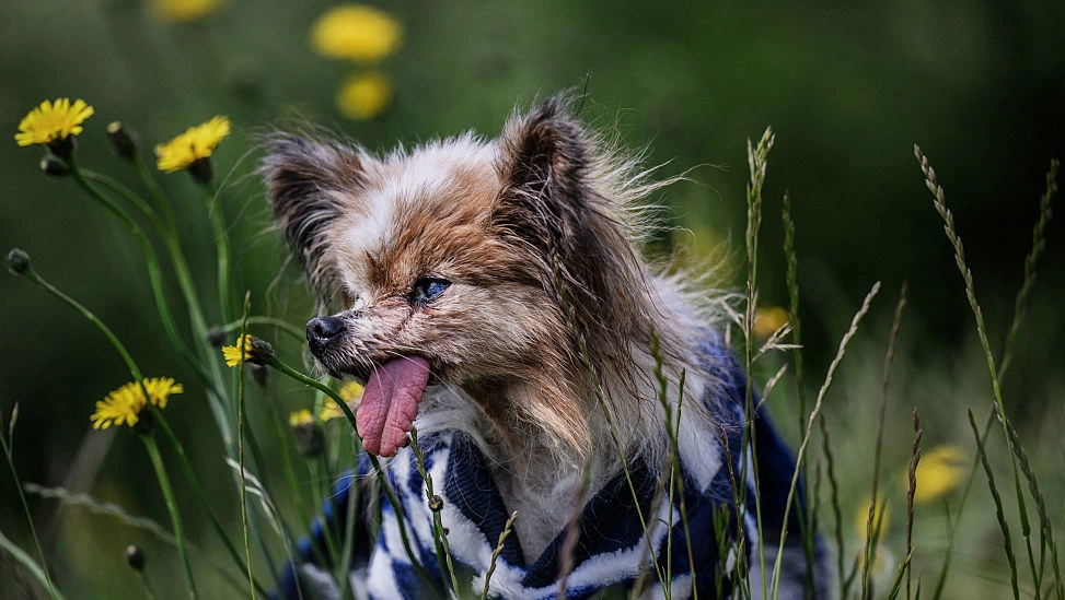 18 amusing animal faces