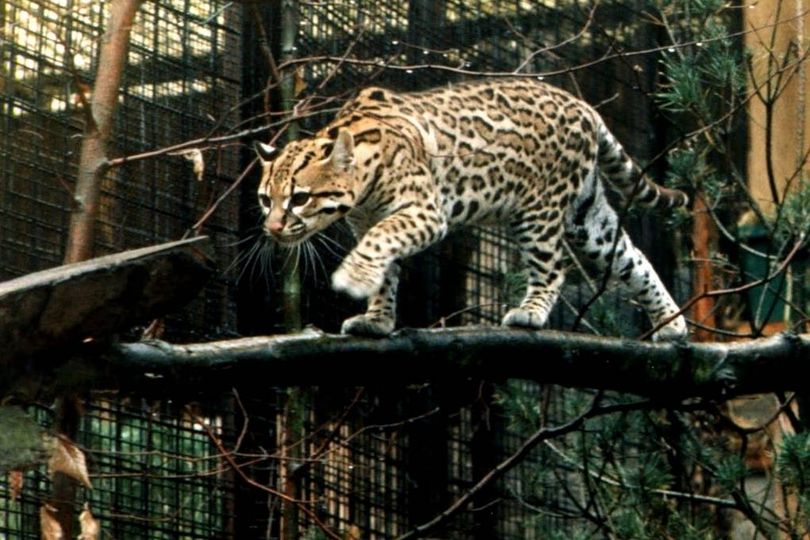 Much-loved zoo with £3.5million debt forced to close for good