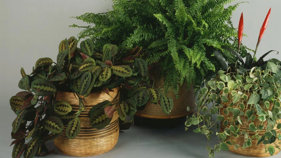 Master the art of seasonal gardening