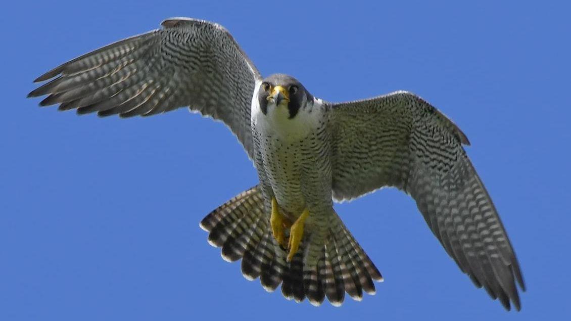 Concerns for peregrines on tower due for demolition